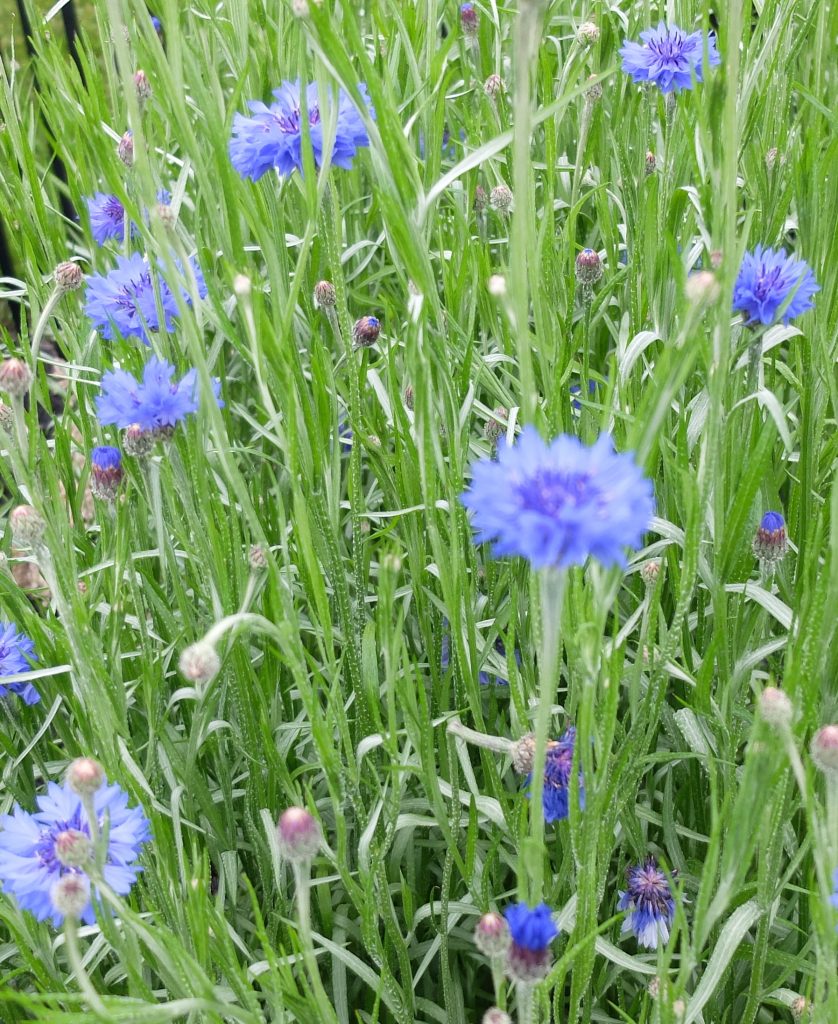 2016 Gardens of House of Beor • Tarn Aeluin