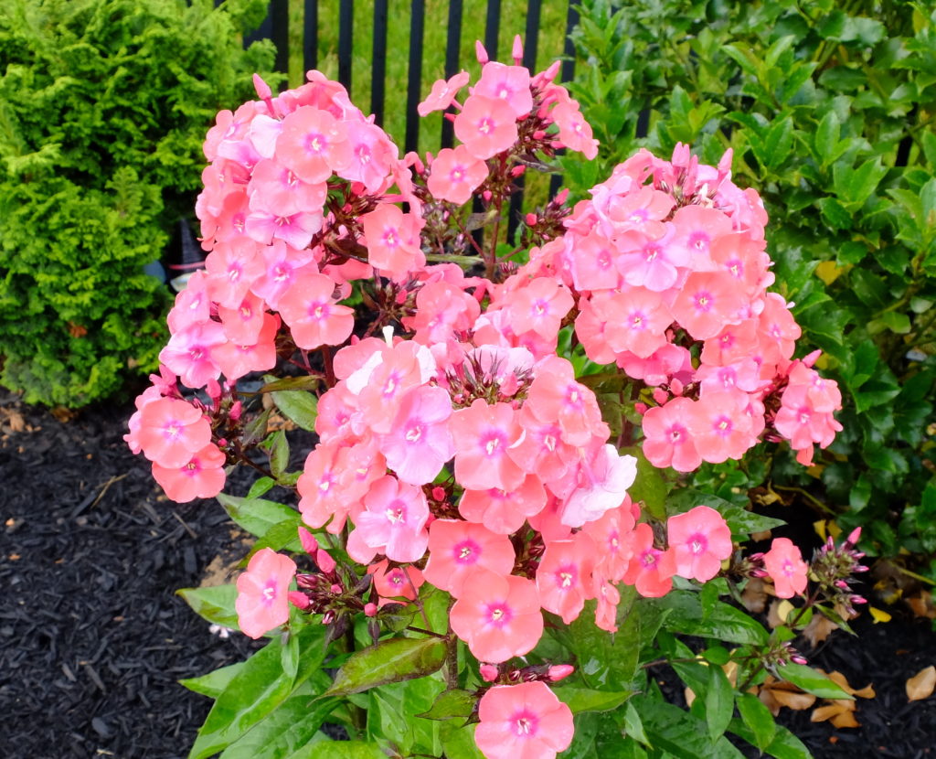 House of Beor's 2017 Gardens • Tarn Aeluin